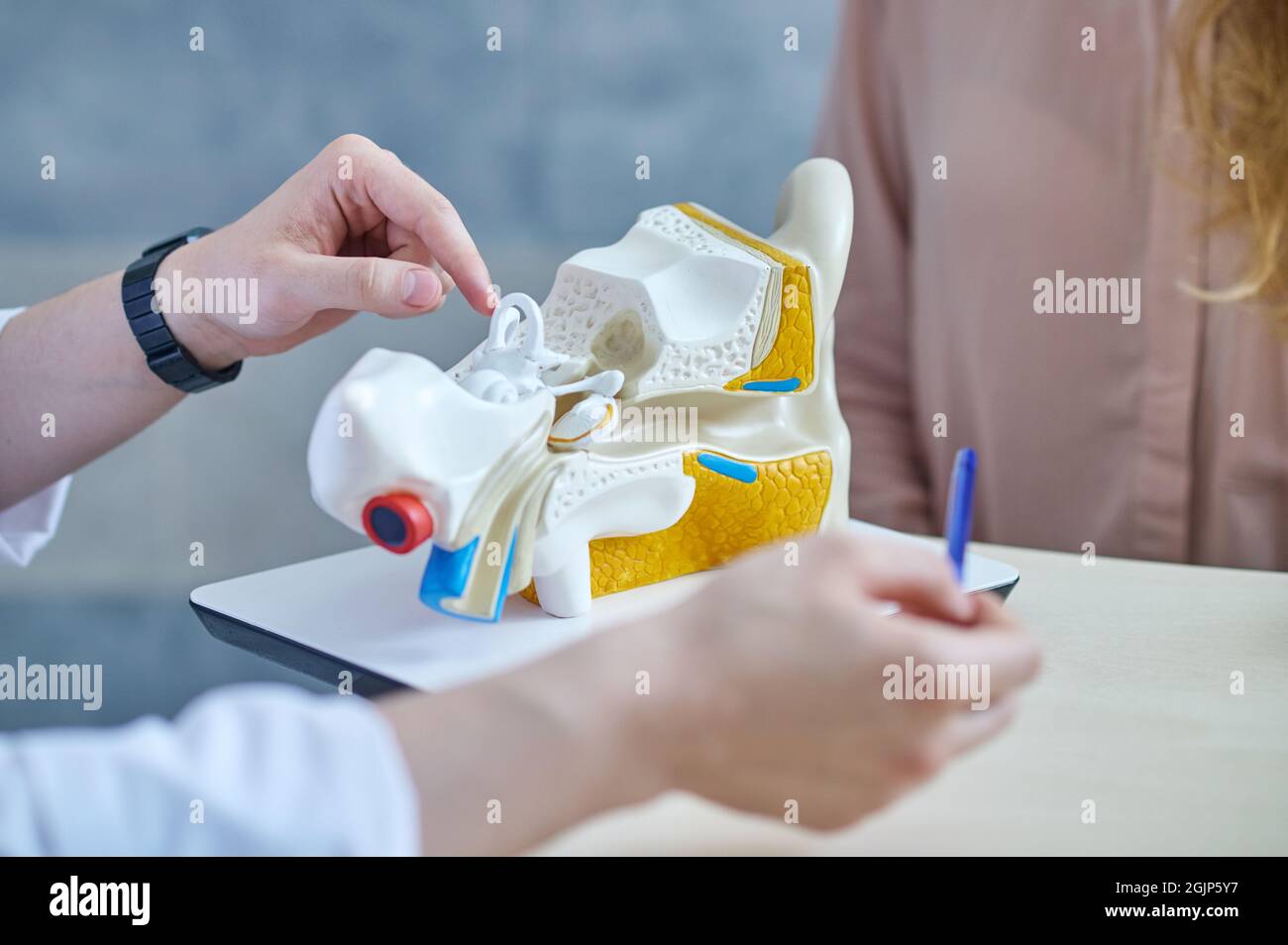 Hands showing structure of artificial human ear Stock Photo - Alamy