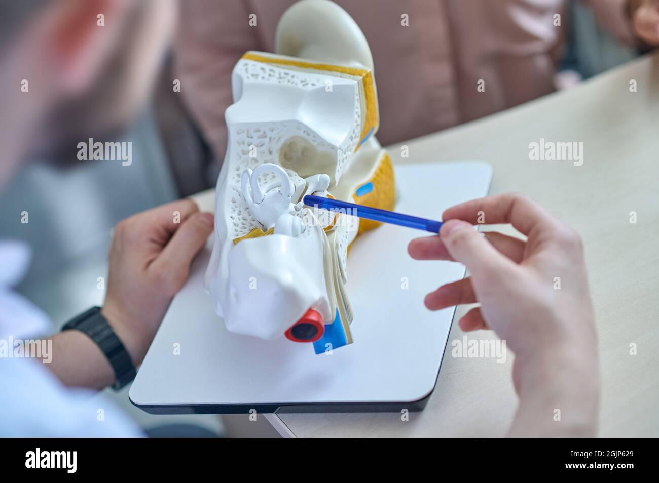 Doctors hands near human ear structure model Stock Photo - Alamy
