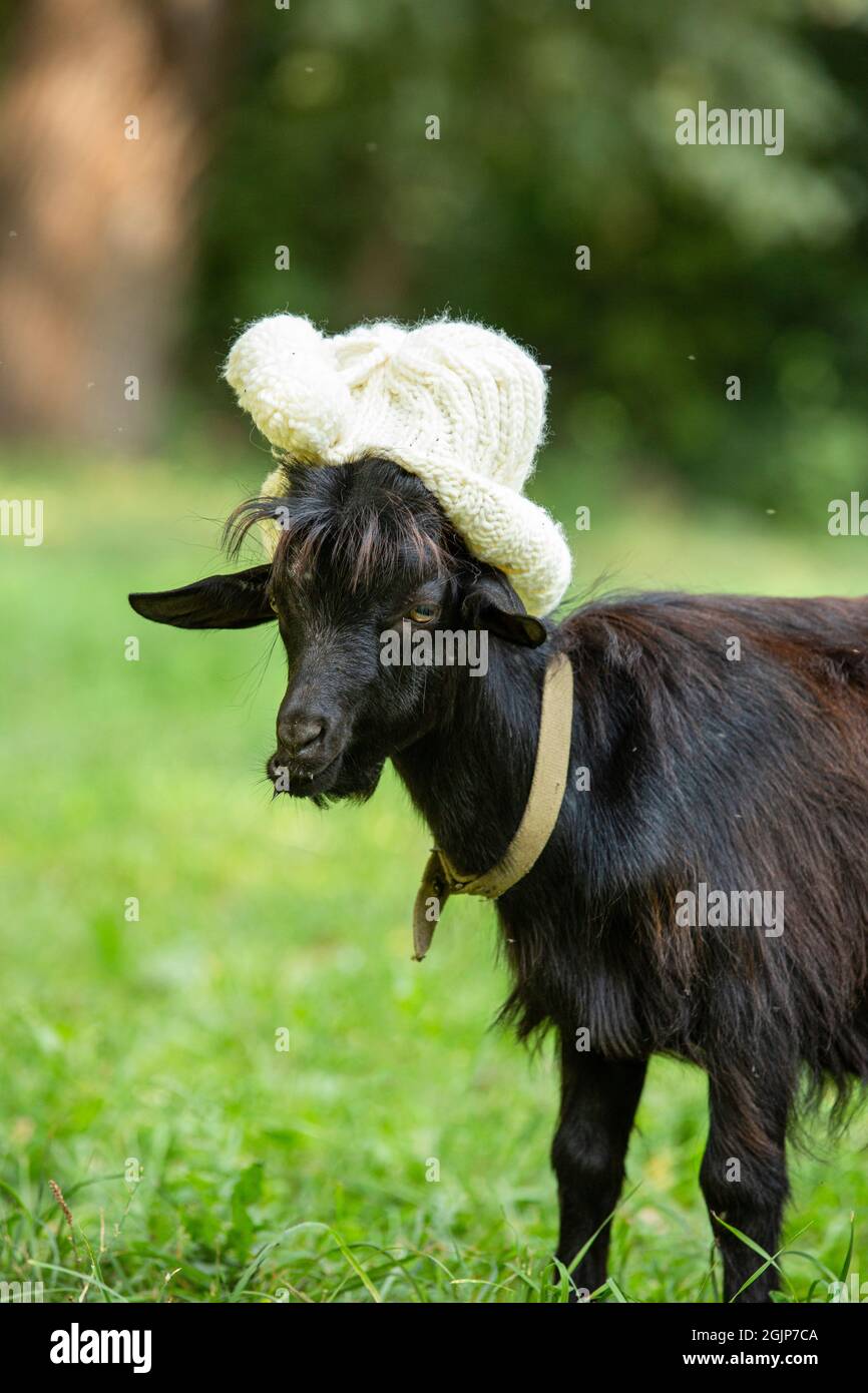A funny dwarf goat with a white cap on its head. Humor during the New ...