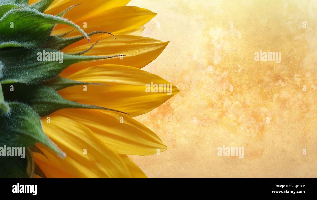 Sunflower abstract background Stock Photo - Alamy