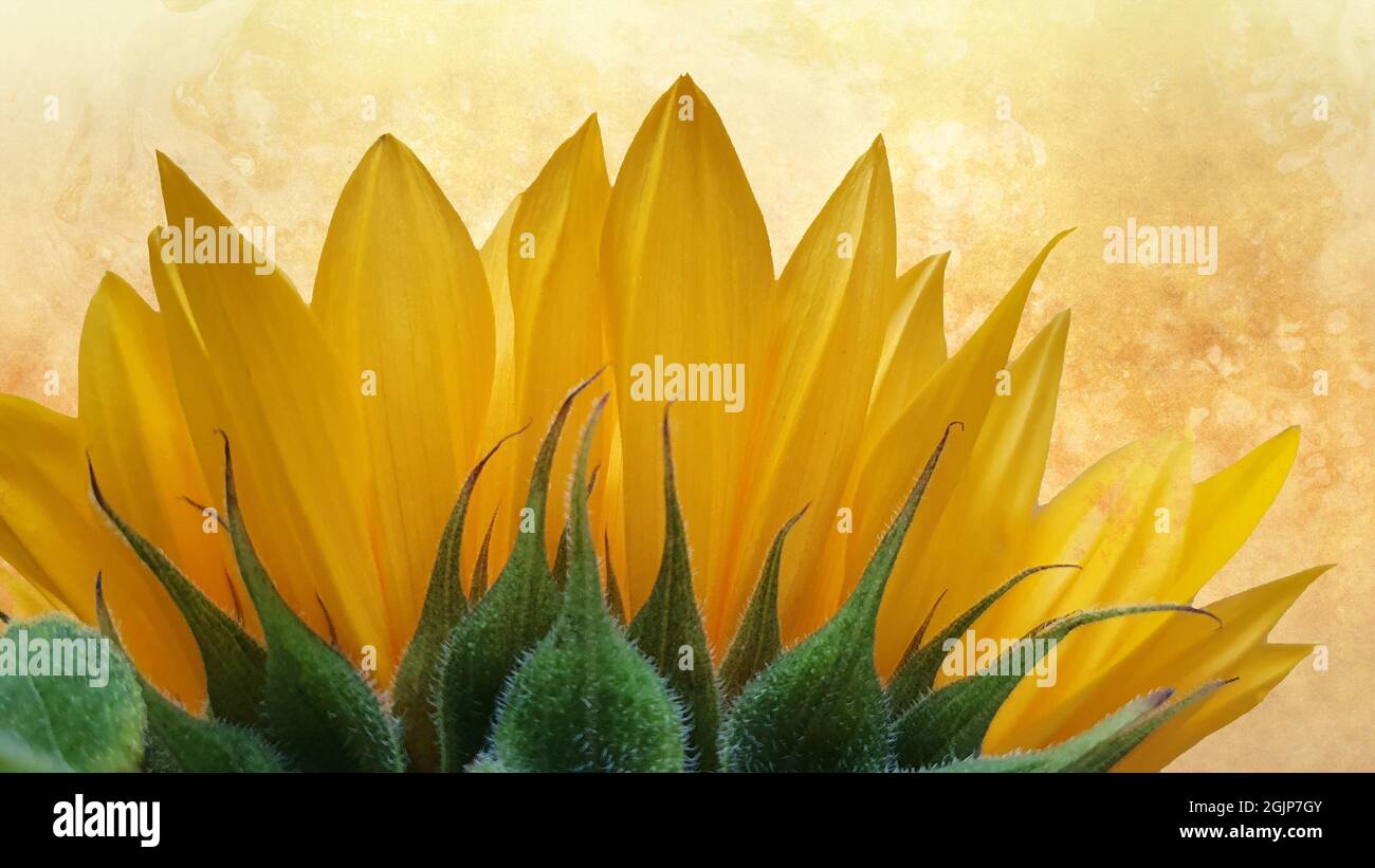 Sunflower abstract background Stock Photo - Alamy