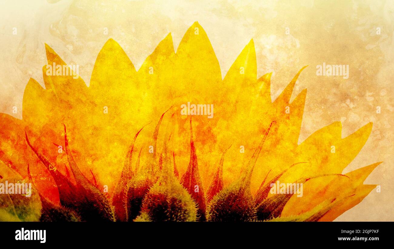 Sunflower abstract background Stock Photo - Alamy