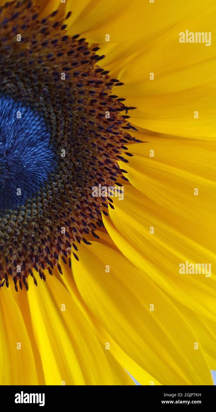 Sunflower abstract background Stock Photo - Alamy