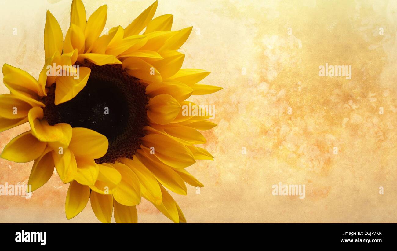 Sunflower abstract background Stock Photo - Alamy