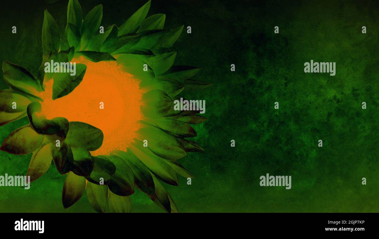 Sunflower abstract background Stock Photo - Alamy