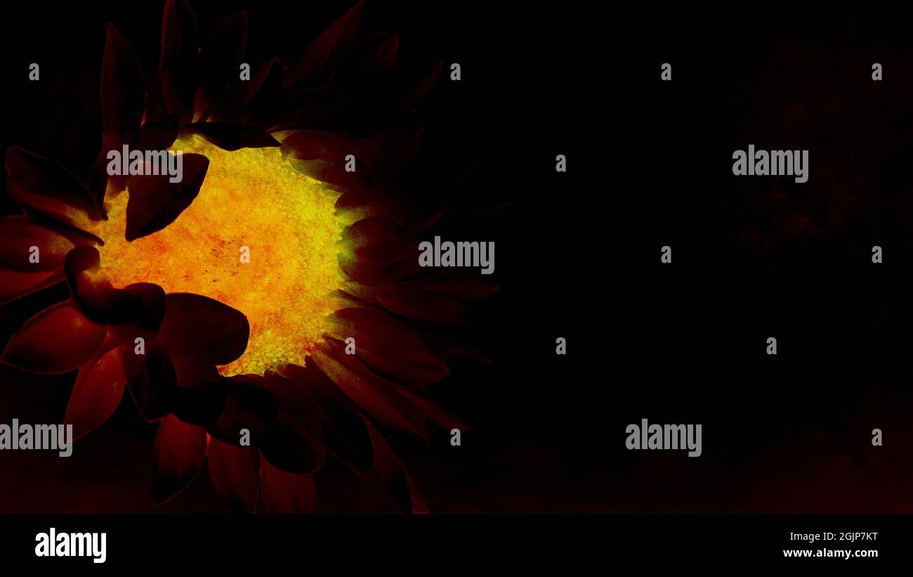 Sunflower abstract background Stock Photo - Alamy