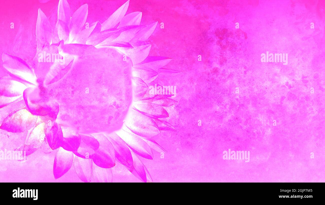 Sunflower abstract background Stock Photo - Alamy