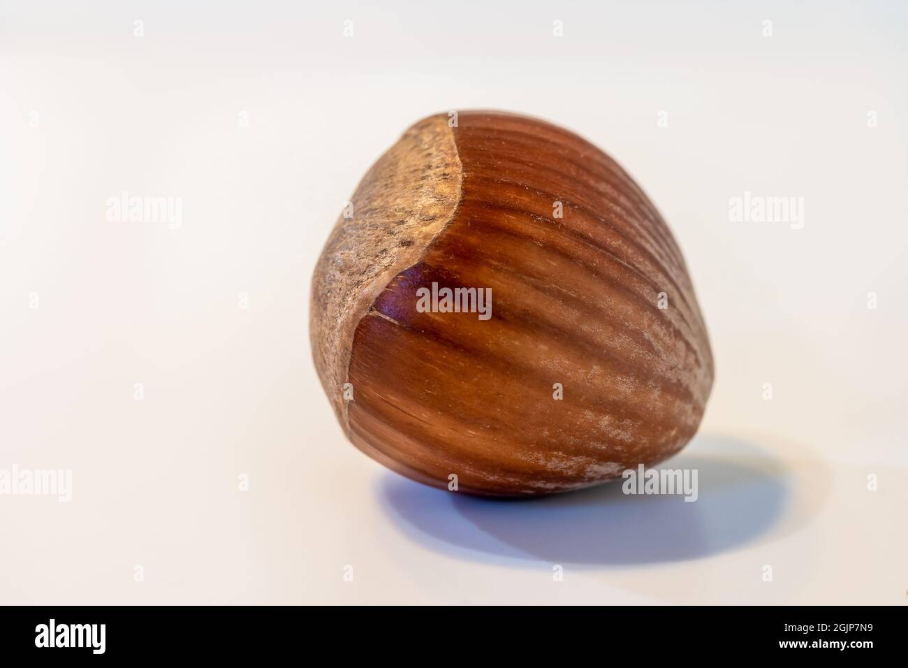 Single hazelnut isolated on white background. Copy space for text Stock ...