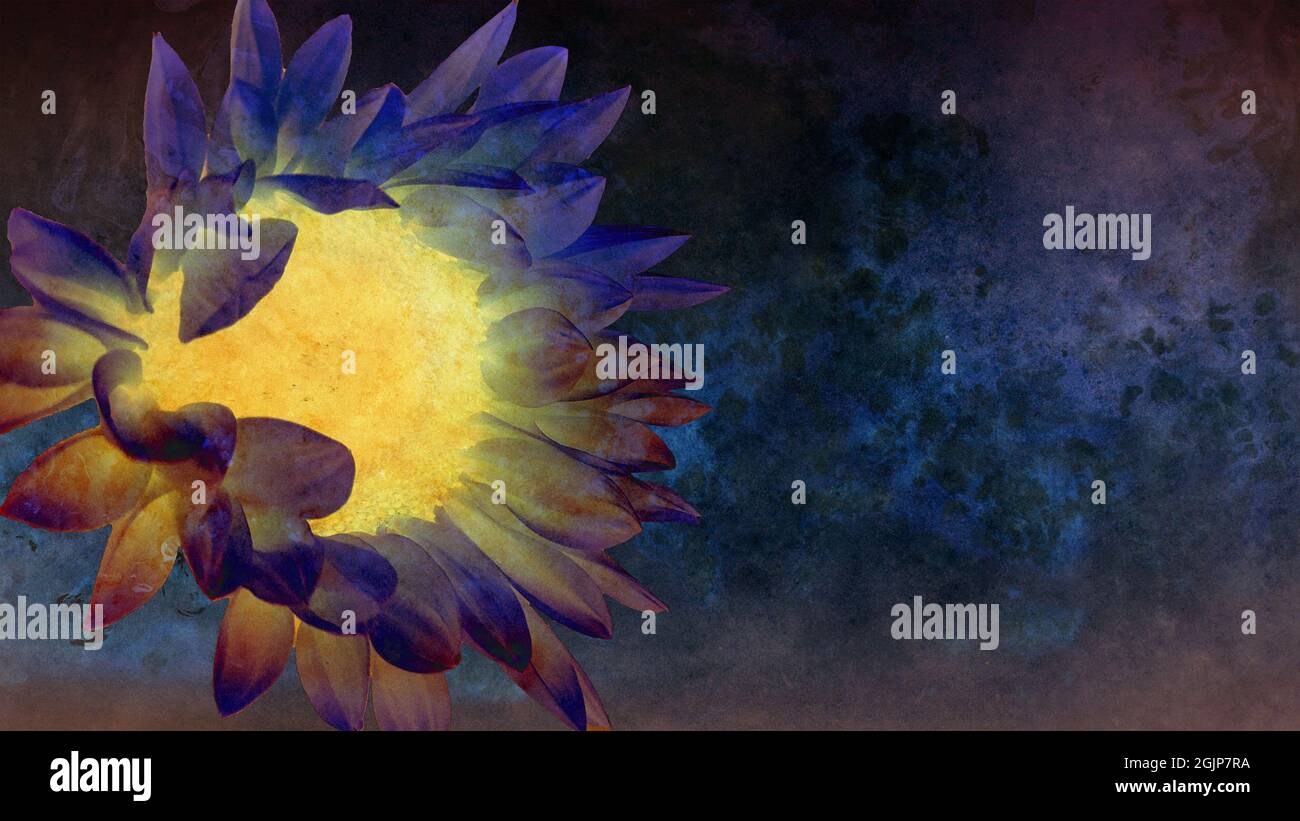 Sunflower abstract background Stock Photo - Alamy