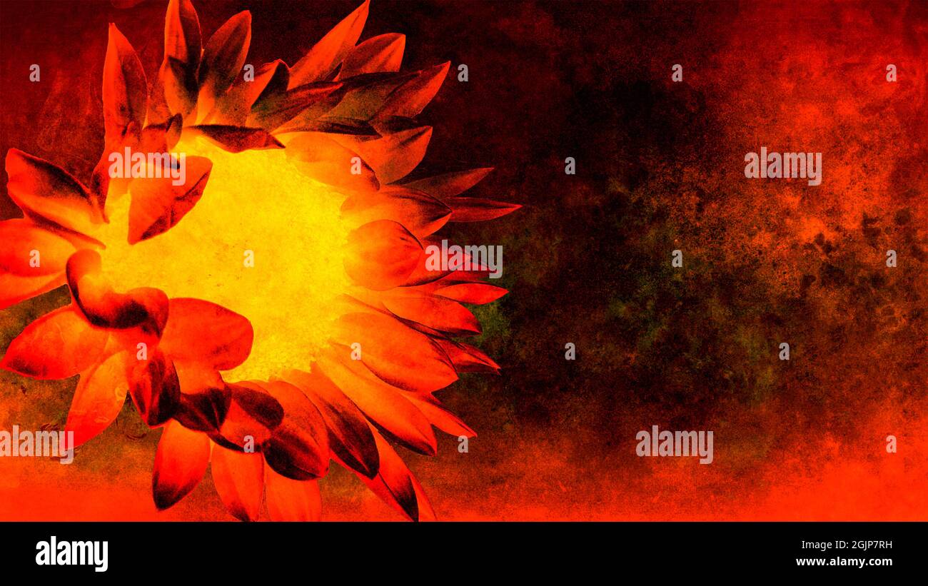 Sunflower abstract background Stock Photo - Alamy