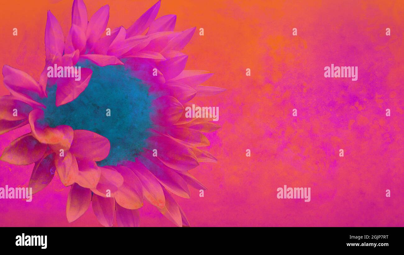 Sunflower abstract background Stock Photo - Alamy