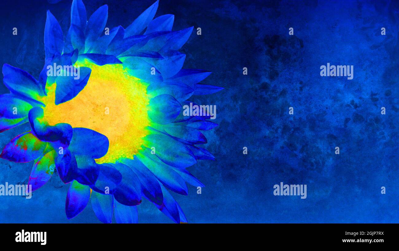 Sunflower abstract background Stock Photo - Alamy