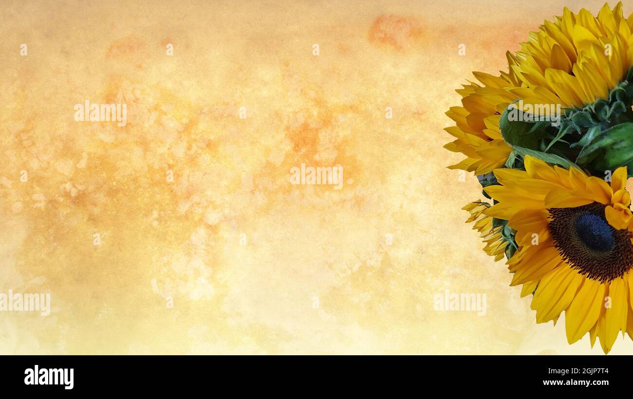 Sunflower abstract background Stock Photo - Alamy