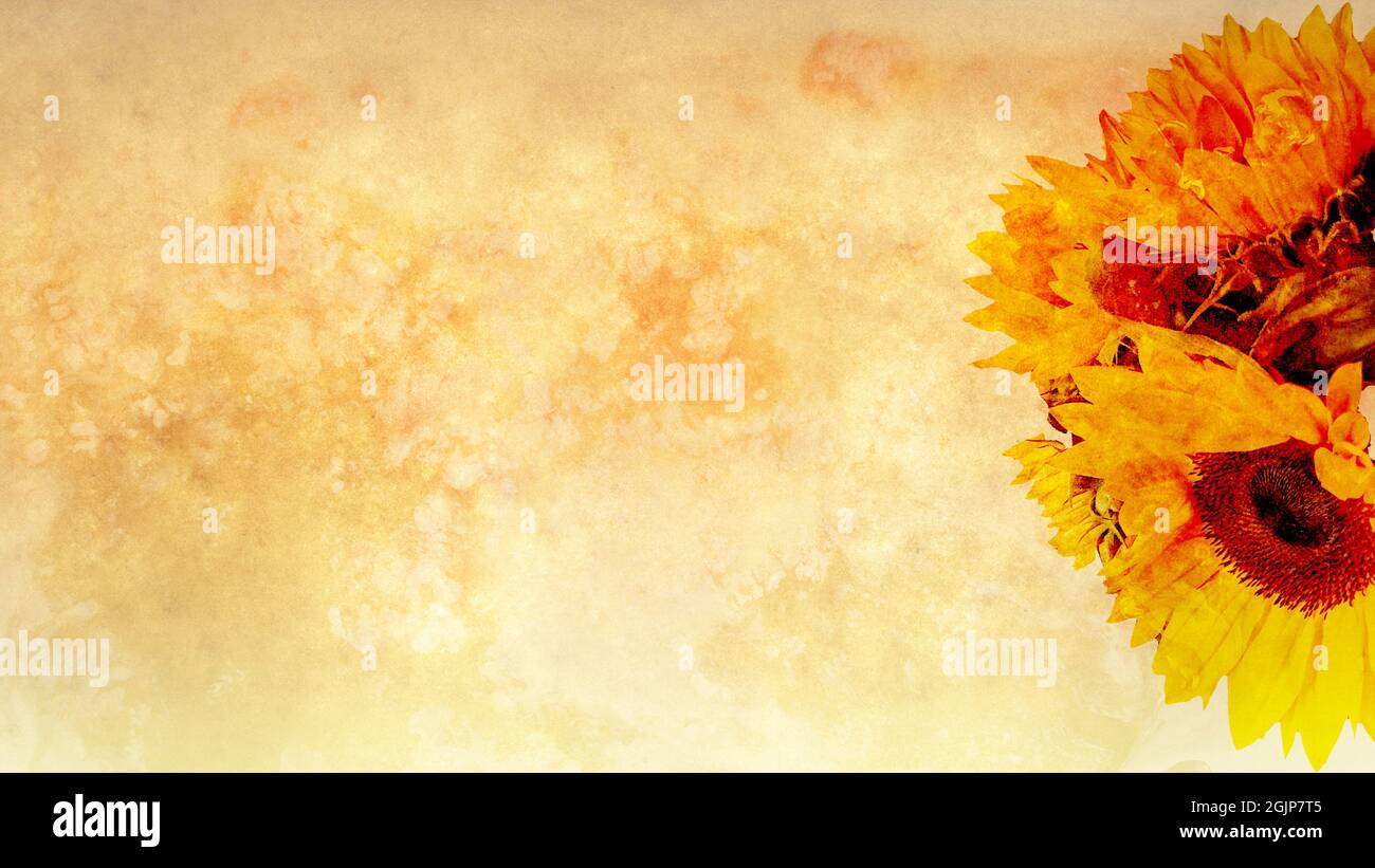 Sunflower abstract background Stock Photo - Alamy