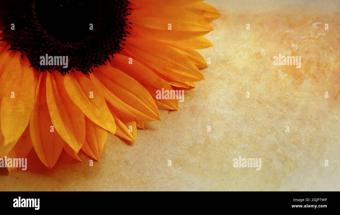 Sunflower abstract background Stock Photo - Alamy