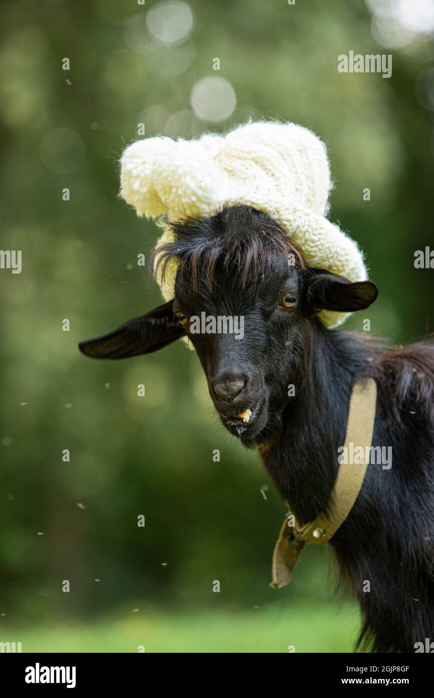 A funny dwarf goat with a white cap on its head. Humor during the New ...