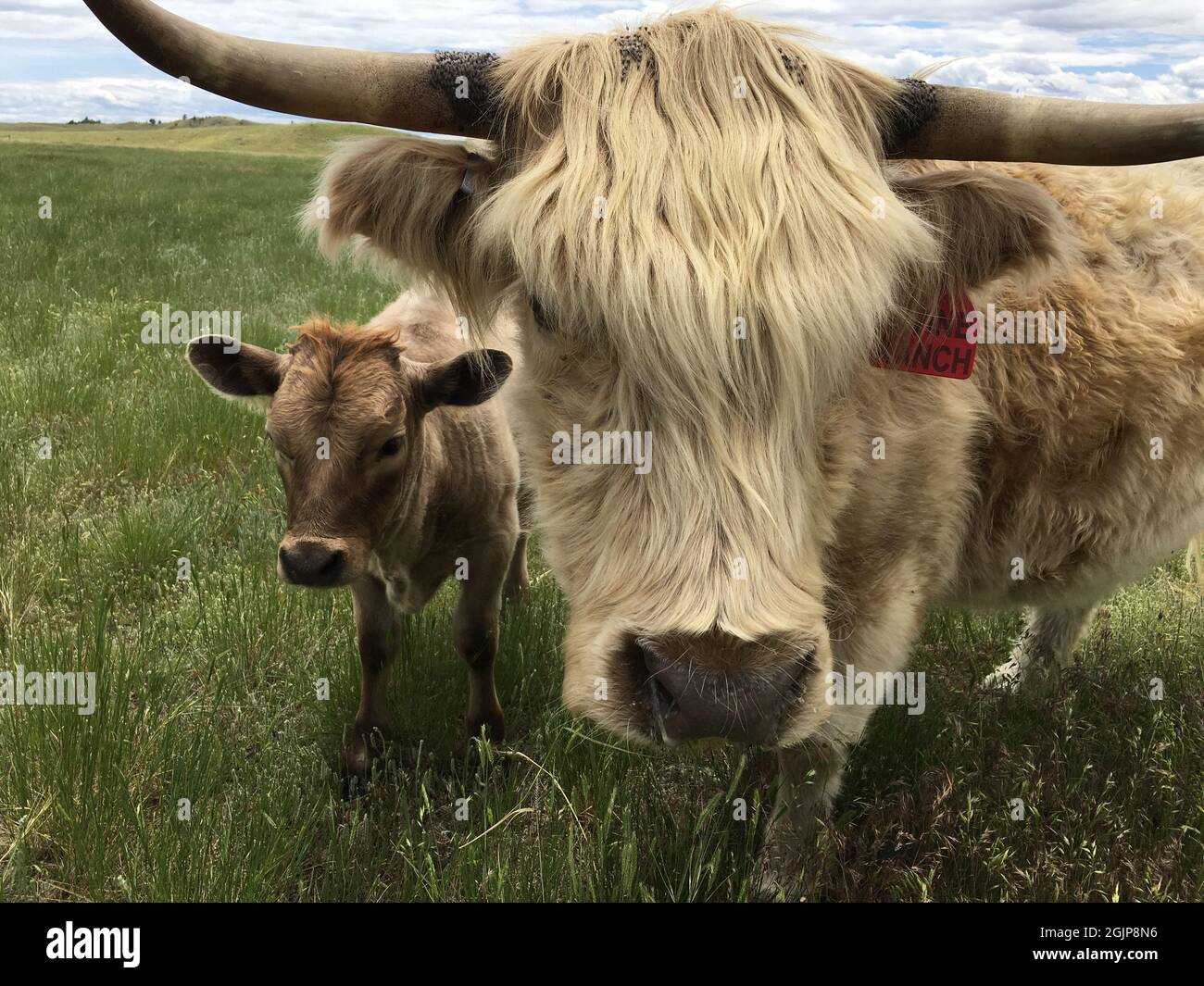Closeup shot of a bull and a cow in the field Stock Photo - Alamy