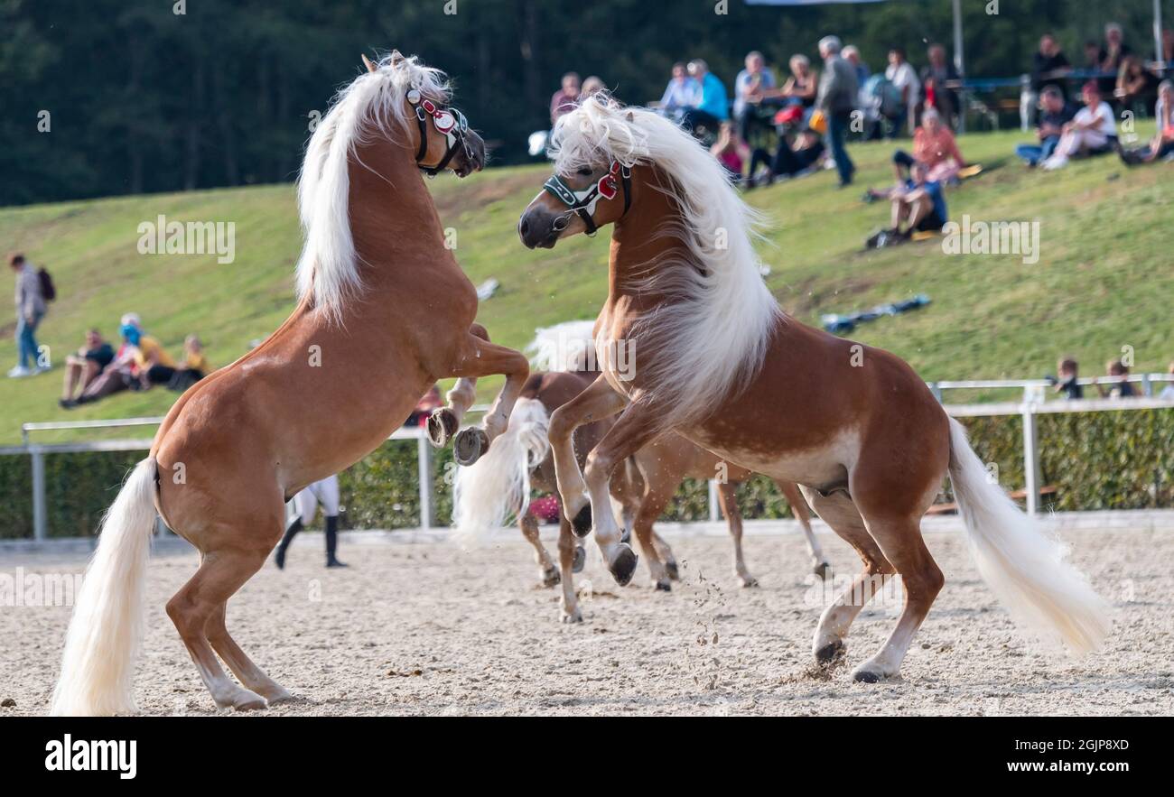 Moritzburg, Germany. 11th Sep, 2021. Haflinger stallions romp freely ...