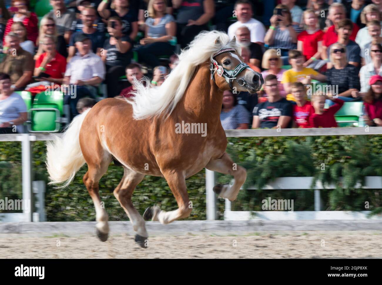 Haflinger stallion hi-res stock photography and images - Alamy