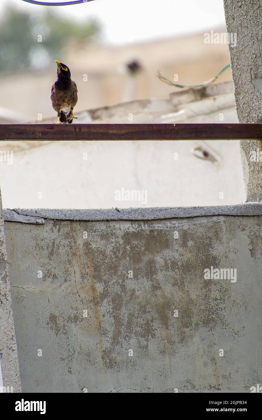 Indian mayna hi-res stock photography and images - Alamy