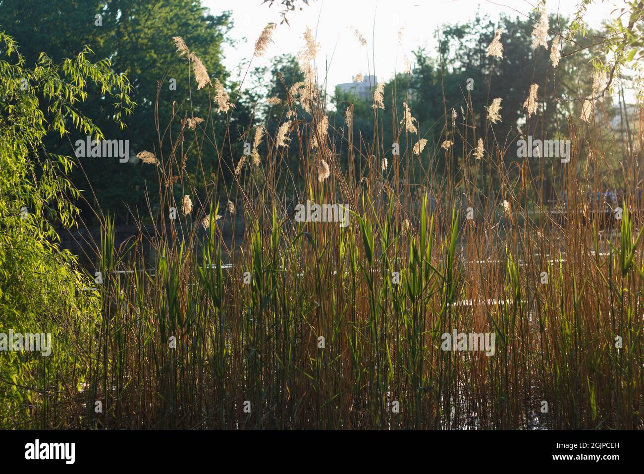 Flowering cane growing on lake in sunlight at sunset Stock Photo - Alamy