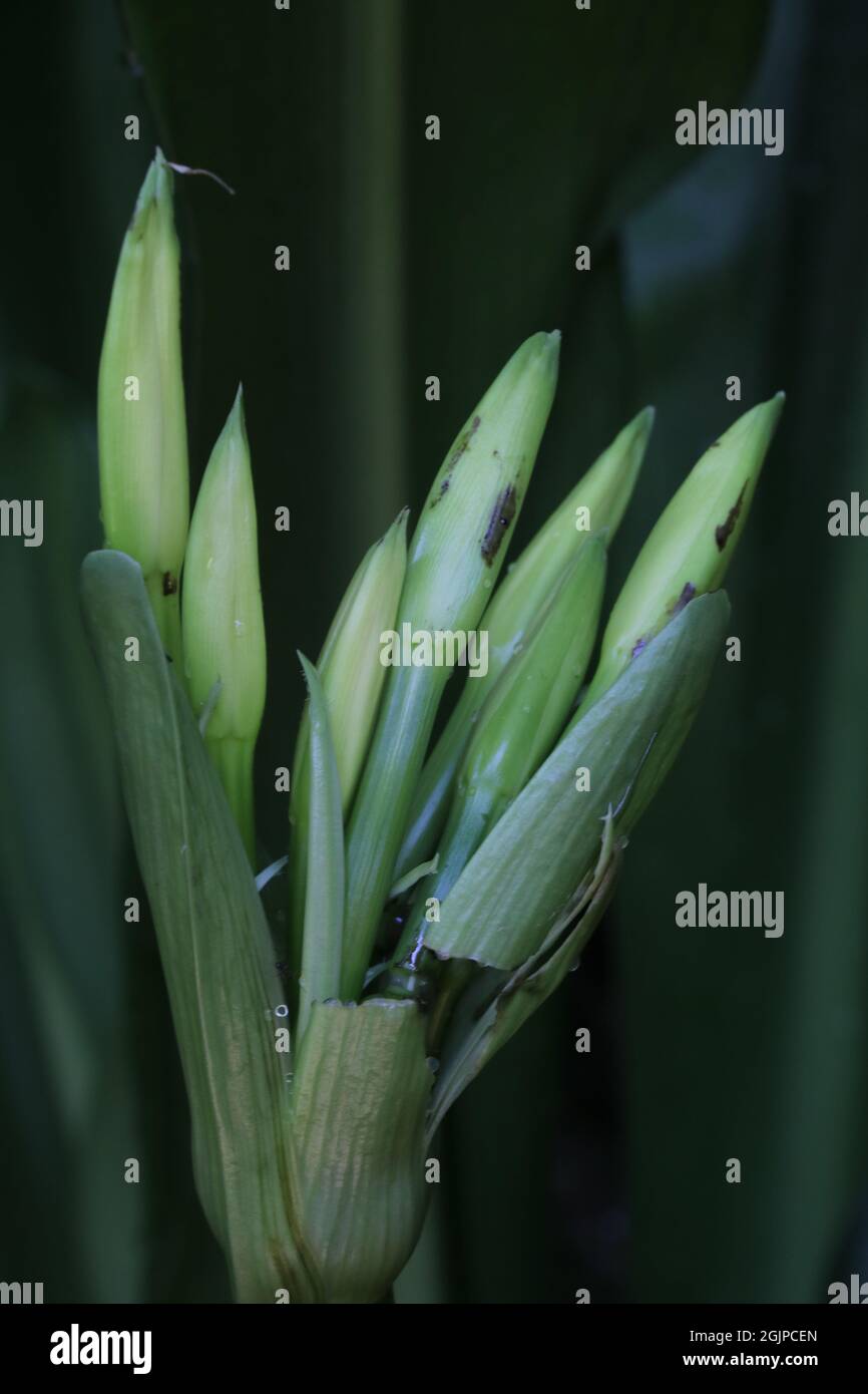 Big green bud hi-res stock photography and images - Alamy