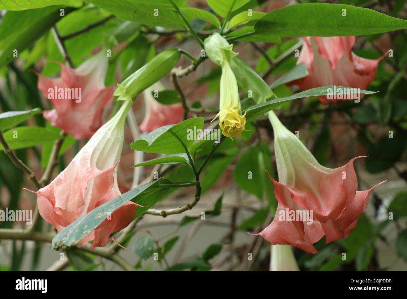 Trumpet flower bud with bloomed trumpet flowers Stock Photo - Alamy