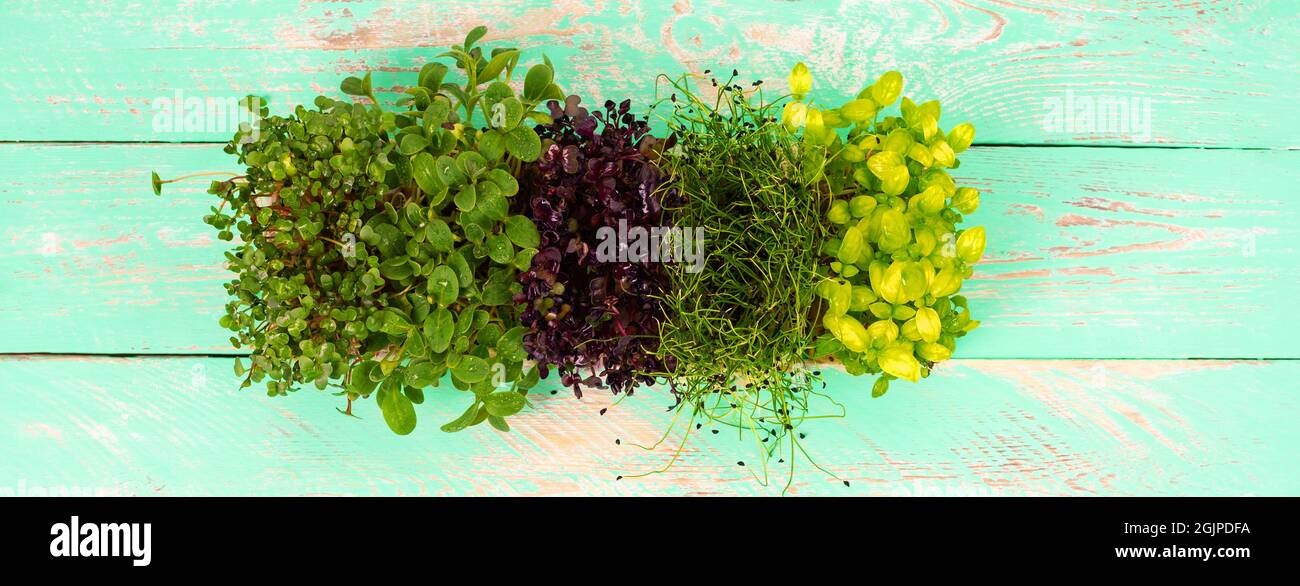 Several types of microgreens on a wooden background. Microgreens of ...