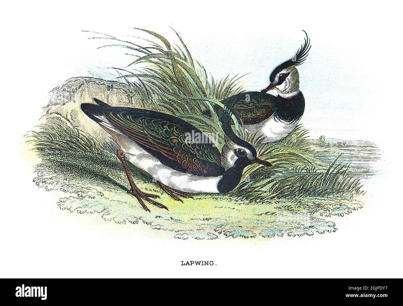 Peewit illustration Cut Out Stock Images & Pictures - Alamy