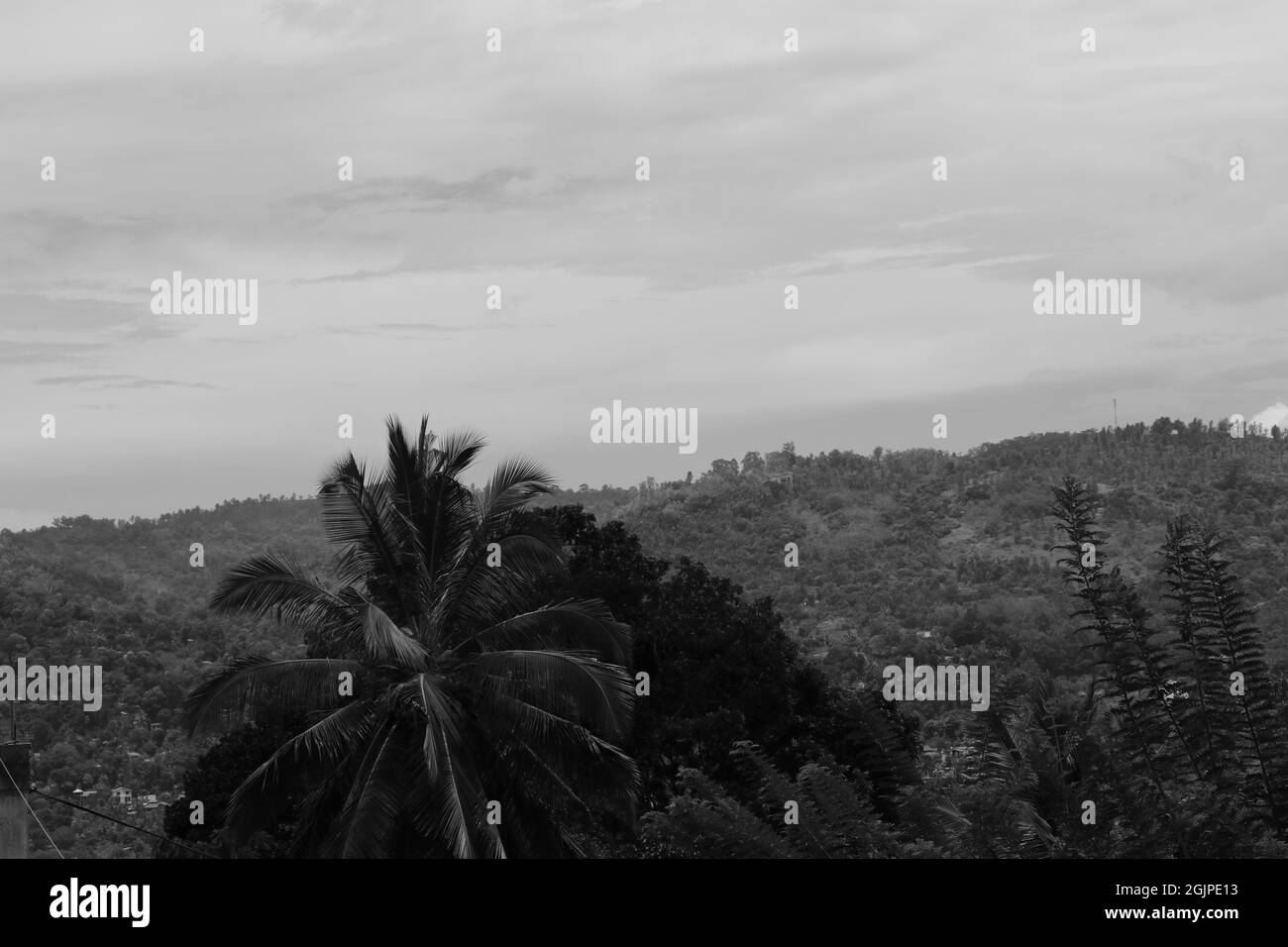 Beautiful forest scenery sunlight Black and White Stock Photos & Images ...