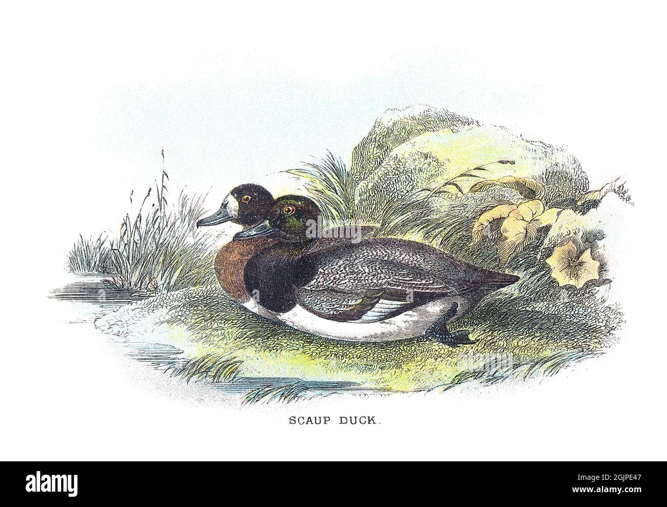 Bluebill Cut Out Stock Images & Pictures - Alamy