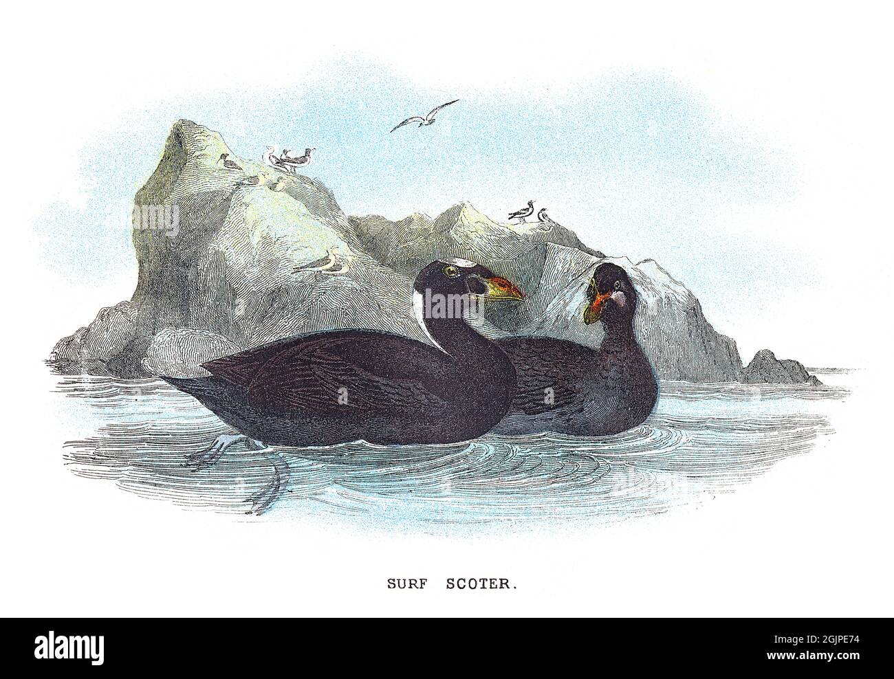 Female birds of north america Cut Out Stock Images & Pictures - Alamy