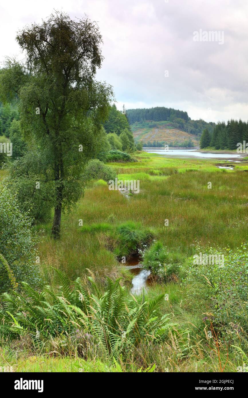 Three lochs forest hi-res stock photography and images - Alamy