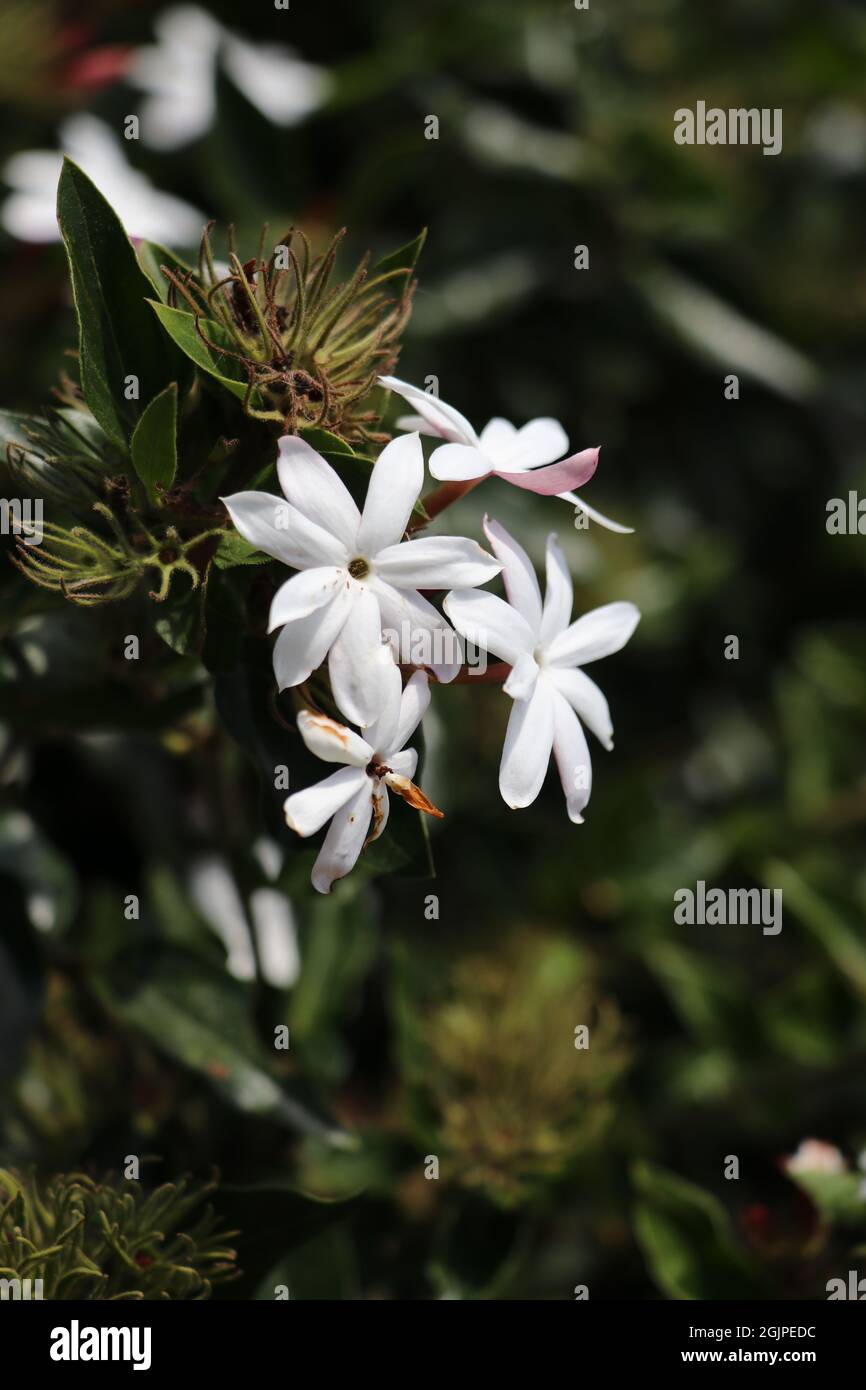 Night flowering jasmine hi-res stock photography and images - Alamy