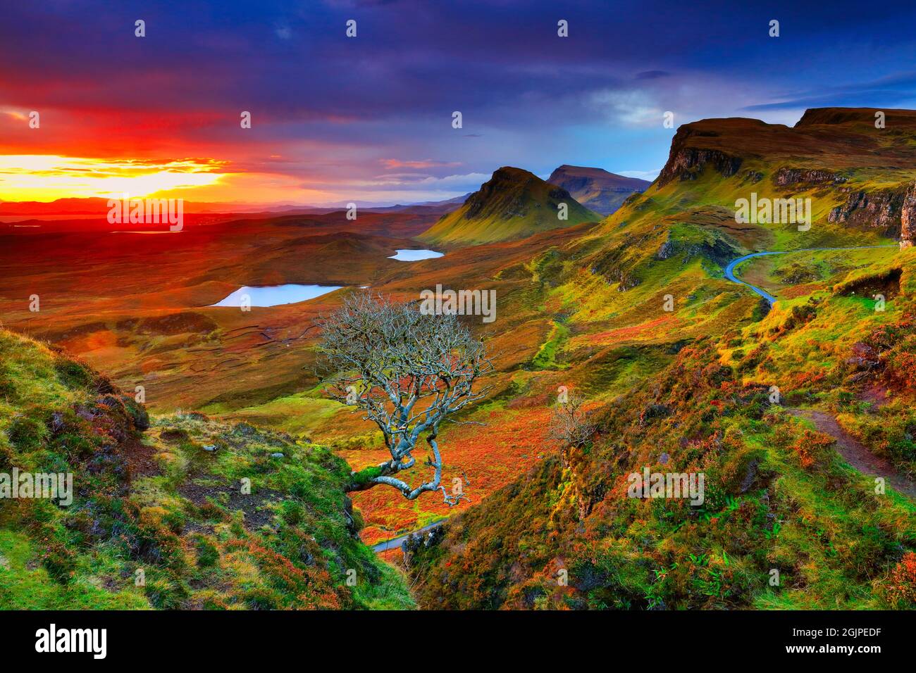 Rowan Tree growing out of a Cliff at Sunrise, Quirang , Isle of Skye ...