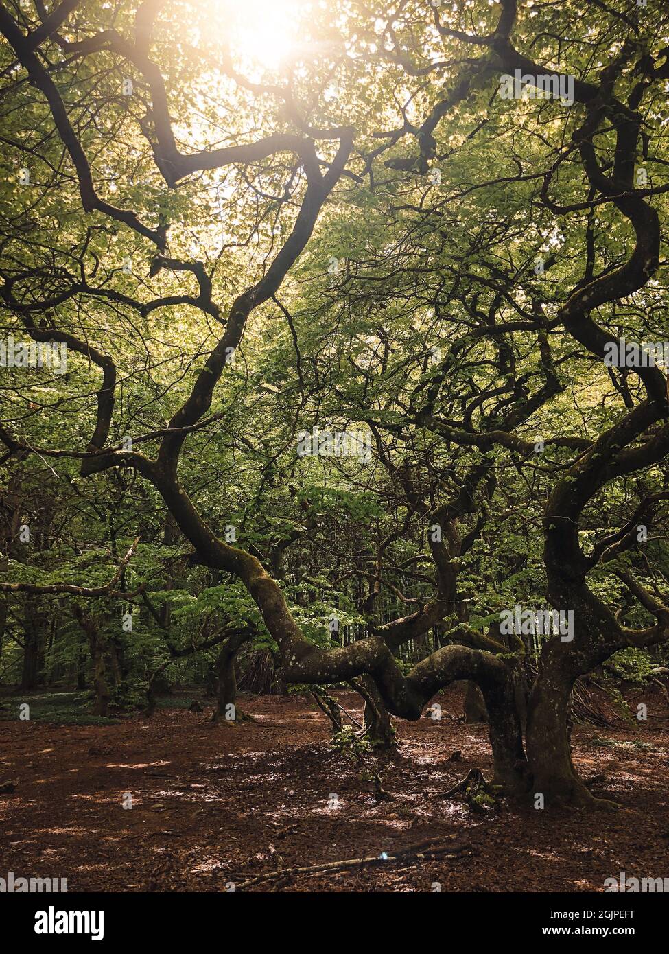 Landscape photo of a weird and magical looking tree in summer season ...