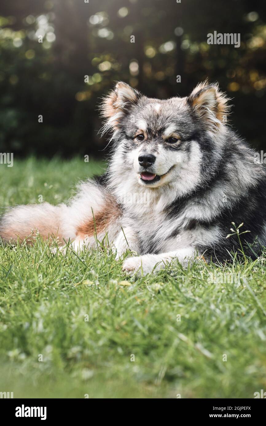 Portrait of a purebred Finnish Lapphund dog lying outdoors in grass ...