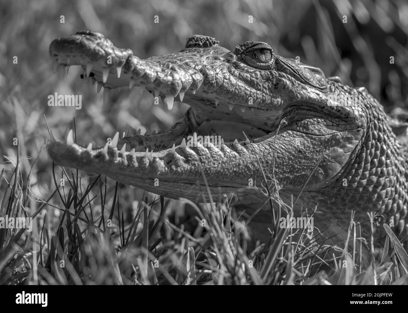 Alligator jaw strength Black and White Stock Photos & Images - Alamy