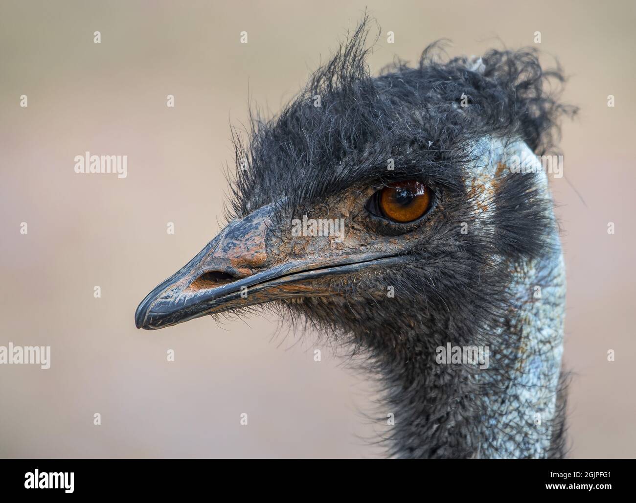 Closeup of emu head on blurred background Stock Photo - Alamy