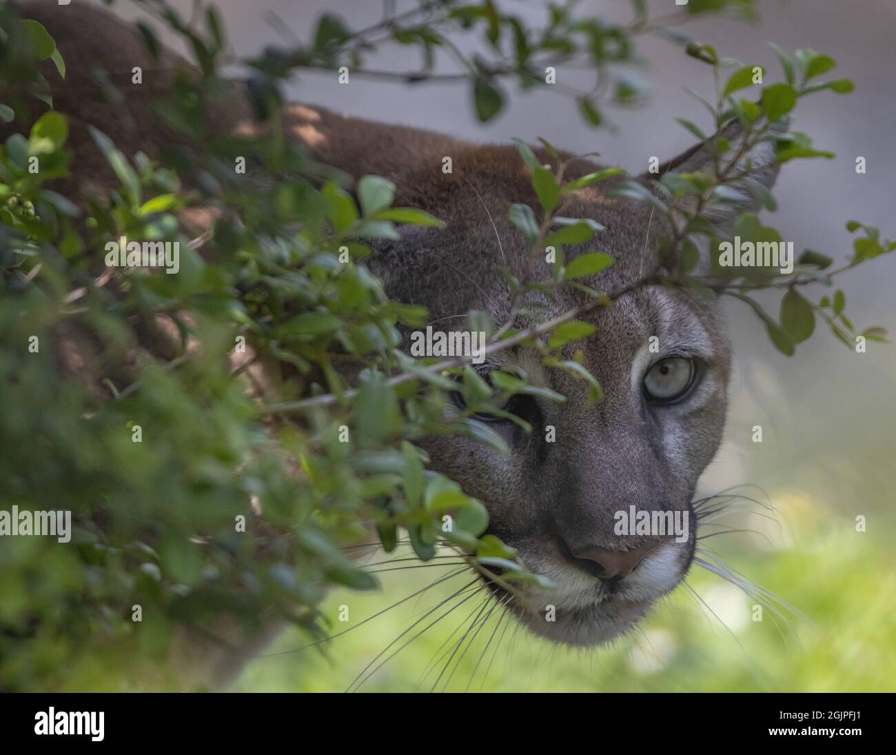 Cougar hunter hi-res stock photography and images - Alamy