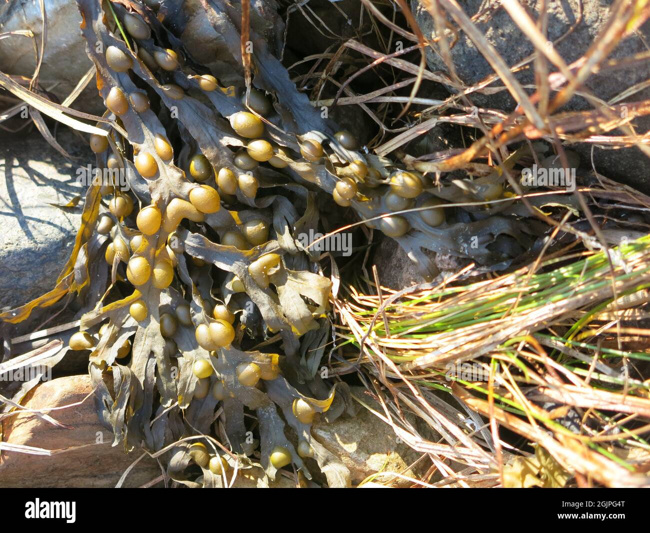 Close-up of heaps of seaweed washed up on the shores of Loch Melfort ...