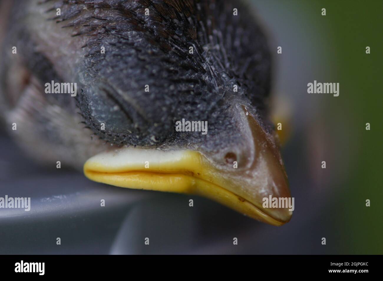 Closeup shot of a sleepy and tired chick Stock Photo - Alamy