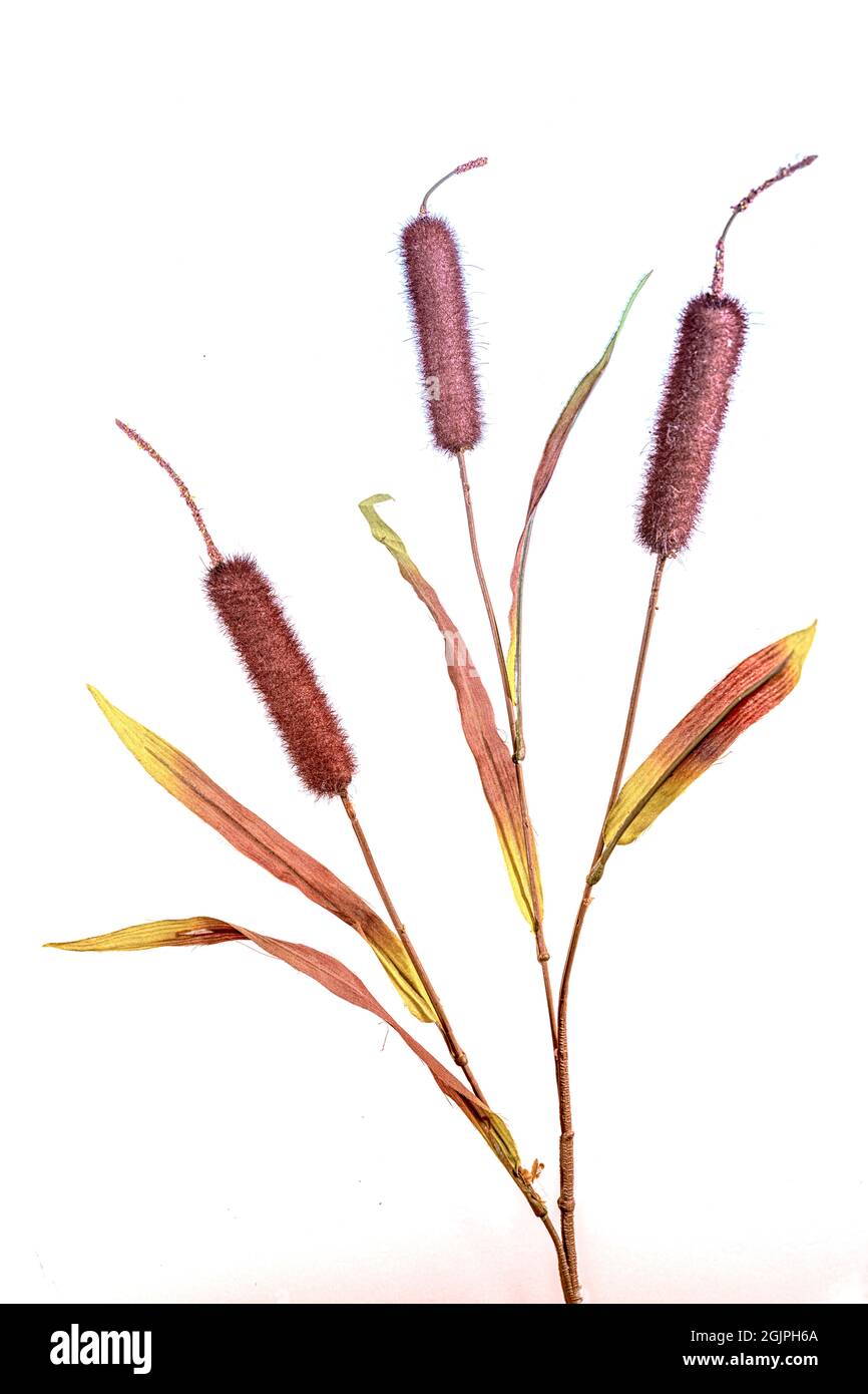 Vibrant cat hi-res stock photography and images - Alamy