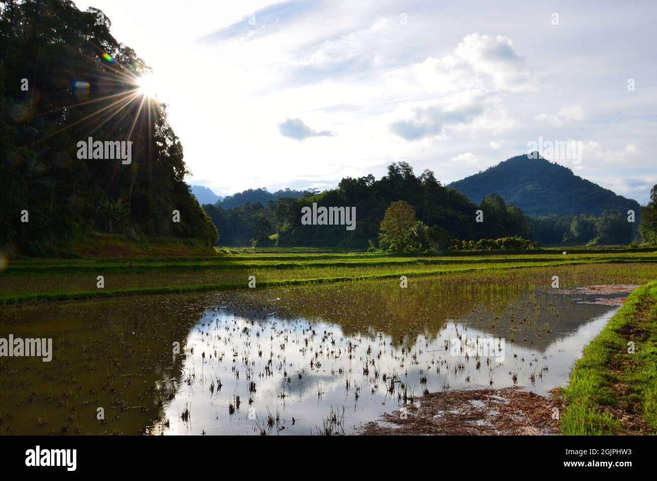 Laos Rice field betwee mountains with Rice Hut early in the moring ...