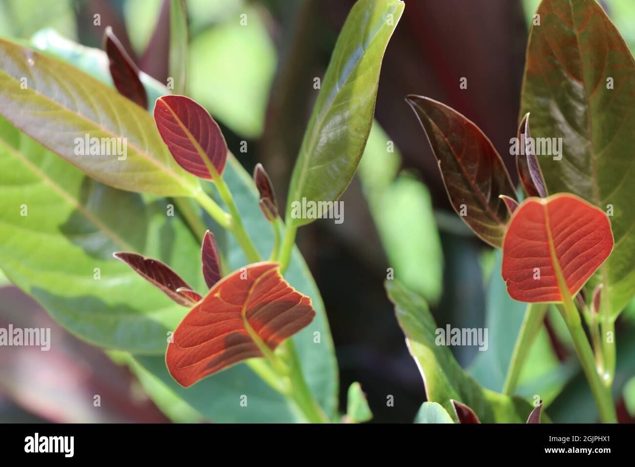 Beautiful buds and light leaves Stock Photo - Alamy