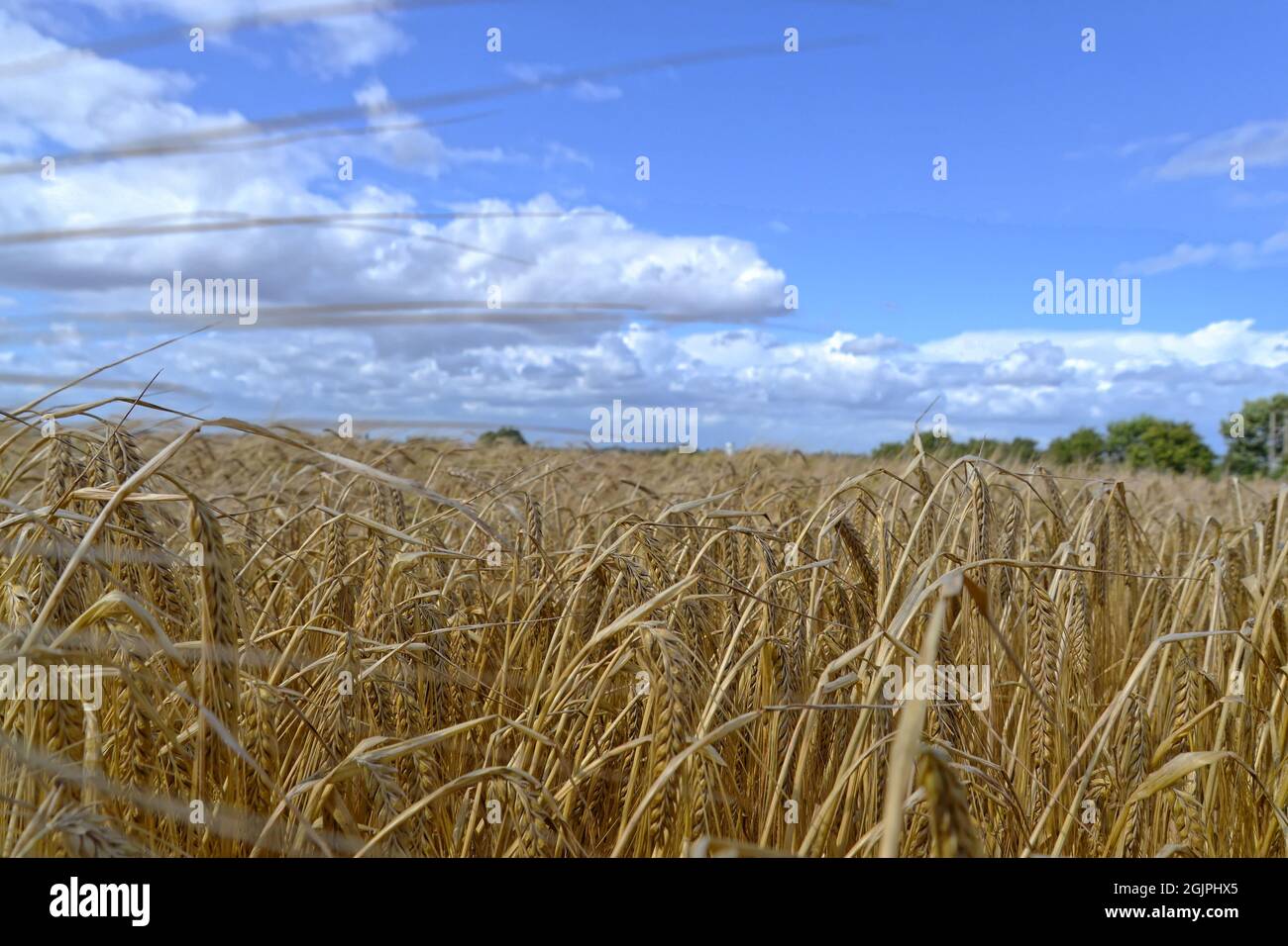 Field Ready for Harvest Stock Photo - Alamy