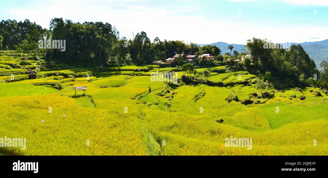 Rice Terraces In Indonesia. Terrace Rice Fields, Indonesia. Green ...