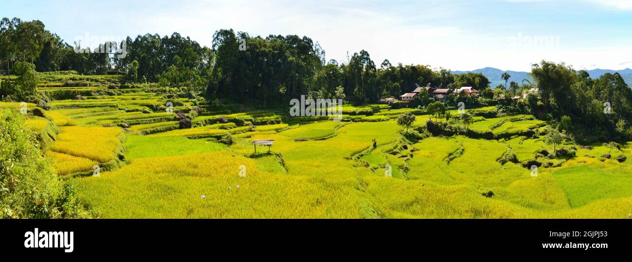 Rice Terraces In Indonesia. Terrace Rice Fields, Indonesia. Green ...