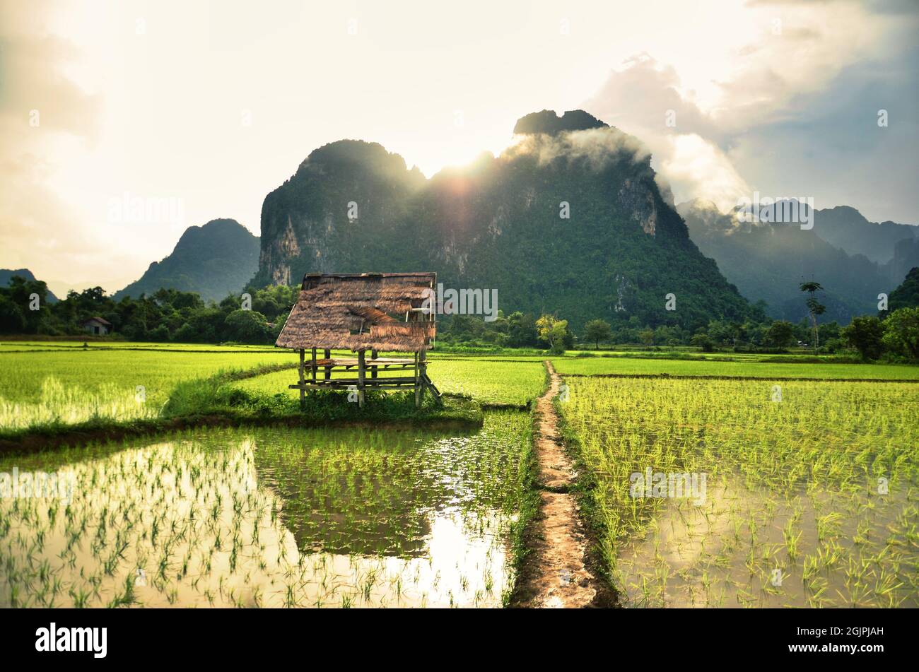 Laos Rice field betwee mountains with Rice Hut early in the moring ...