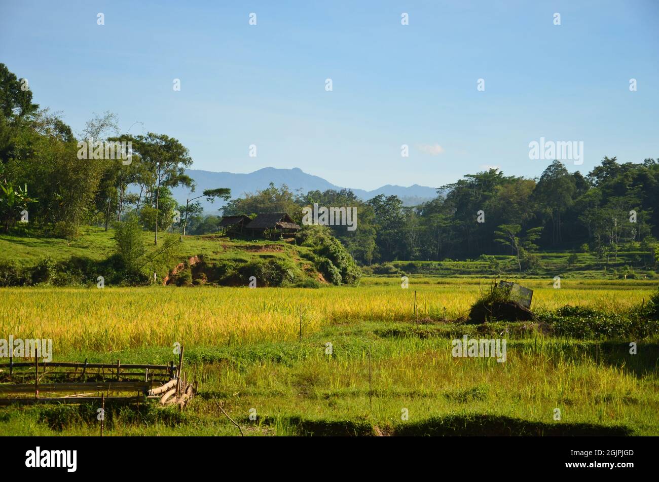 indonesia rice field, food of cereal grain corn bran wheat oats ...